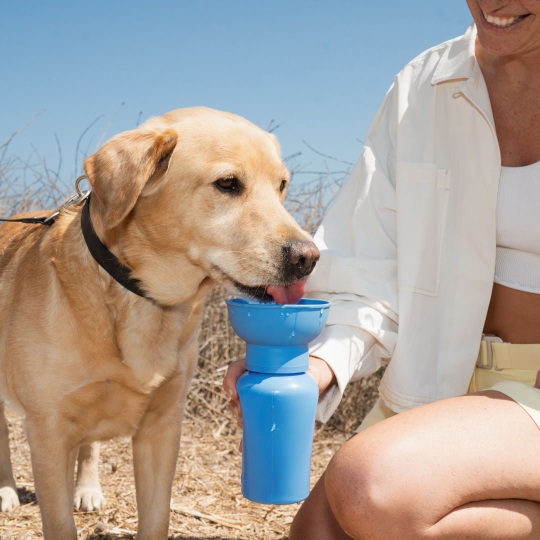 THE ULTIMATE GUIDE TO DOG HYDRATION IN SUMMER - Springland Pets