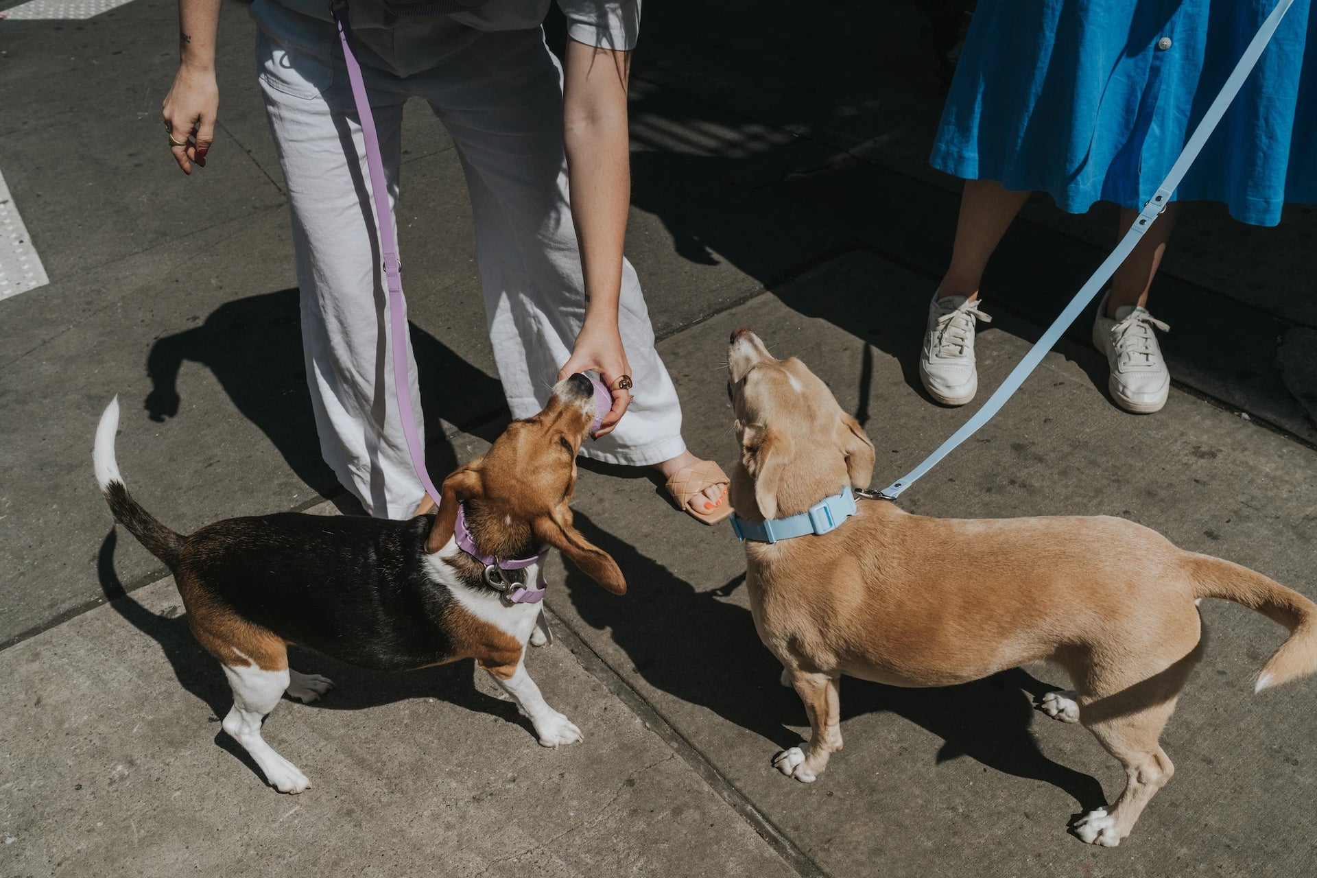 Springer | Best Dog Walking Essentials - Springland Pets
